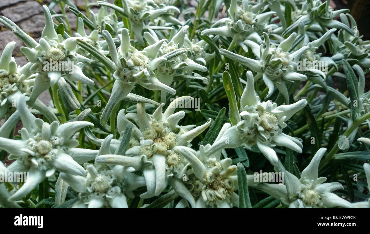 Leontopodium alpinum, Famous flower Edelweiss, symbol of alps Stock ...