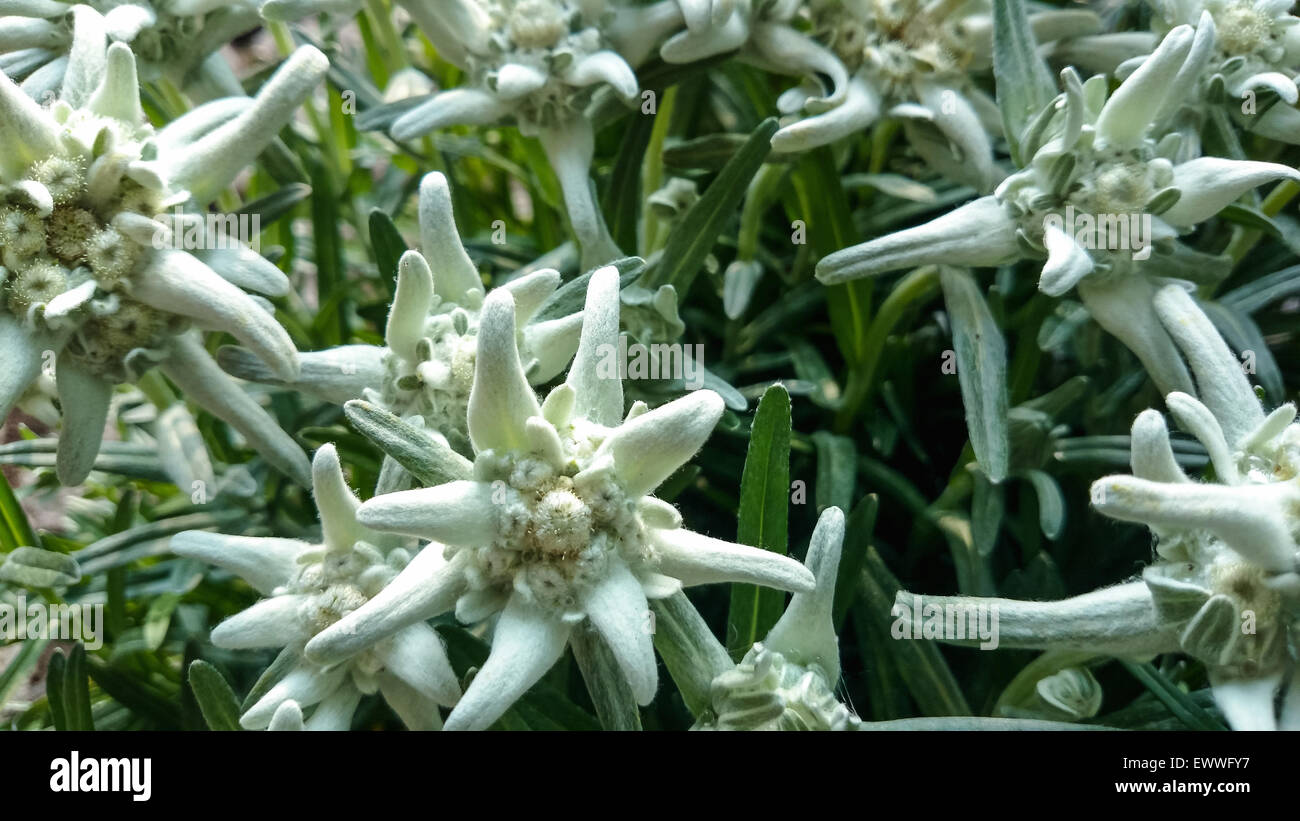 Leontopodium alpinum, flower Edelweiss, symbol of alps, close up Stock ...
