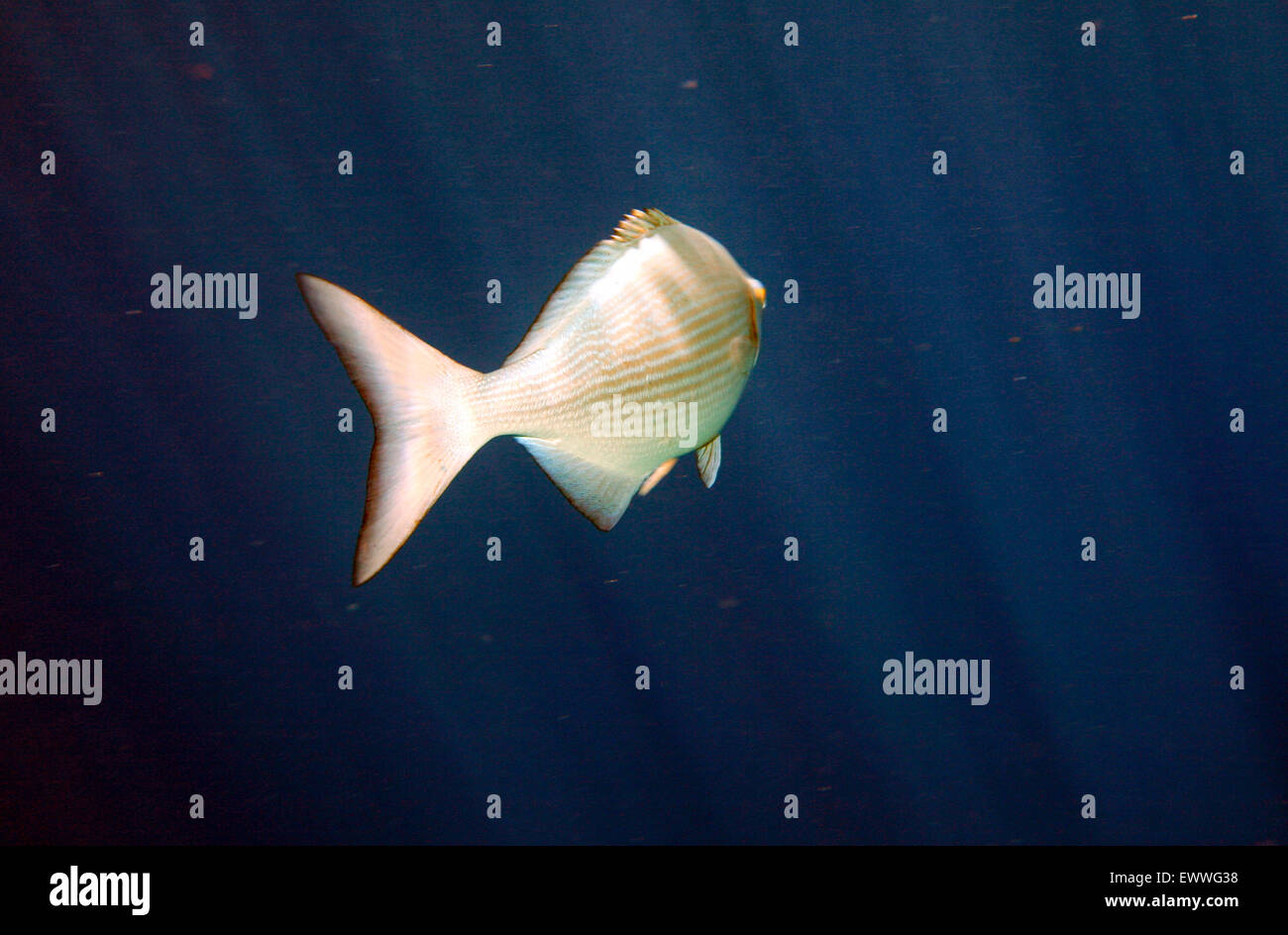 A fish swims in the blue water of the open ocean on the island of Maui ...