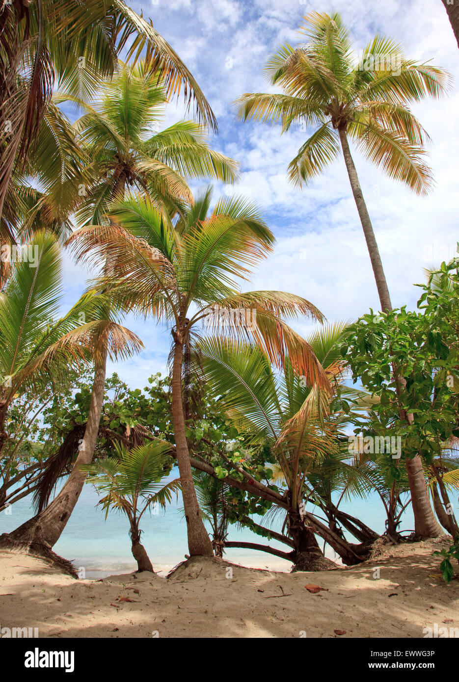 Palm trees line Oppenheimer and Gibney Beach on the north shore of the ...