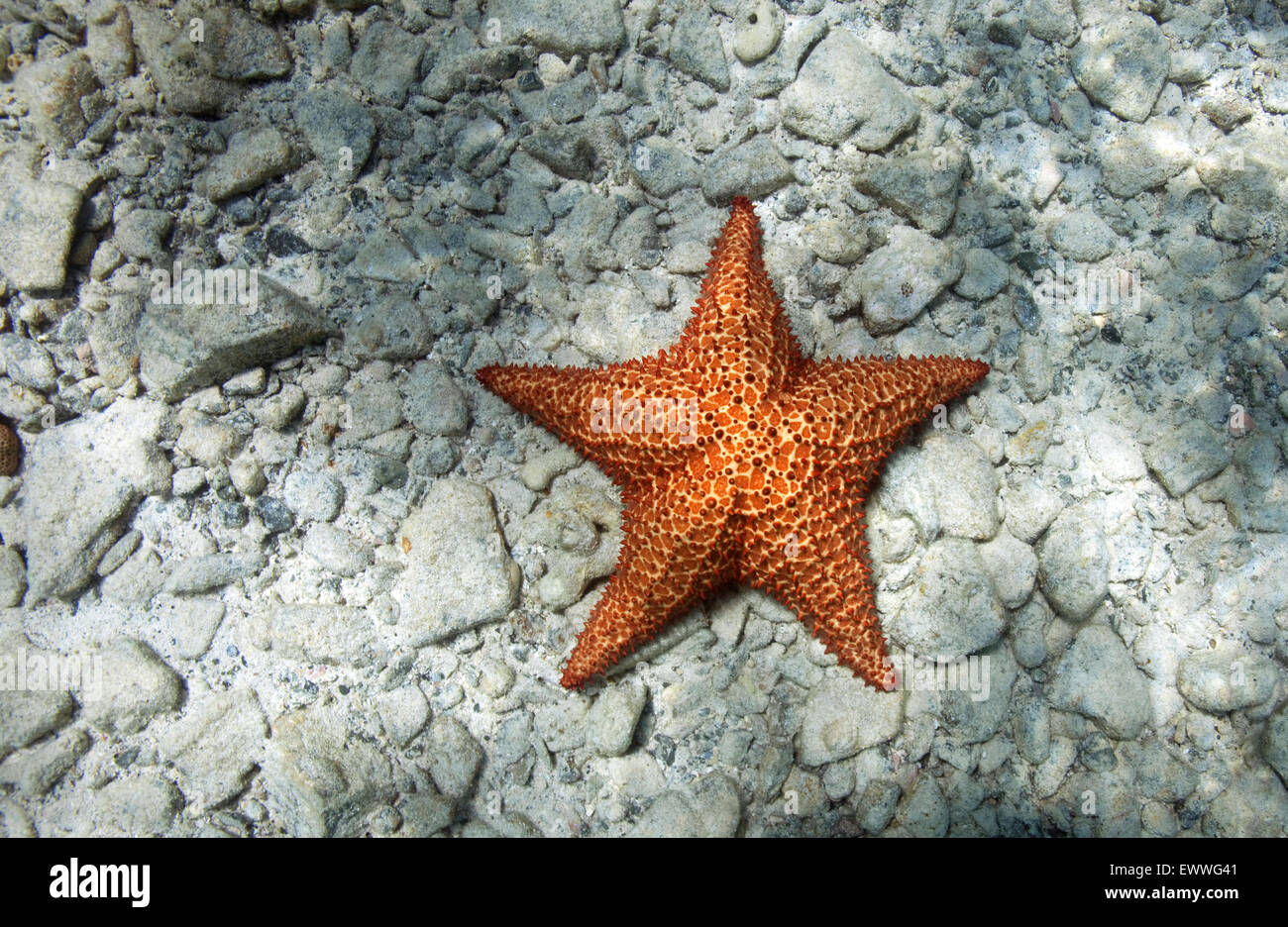 Cushion starfish hi-res stock photography and images - Alamy