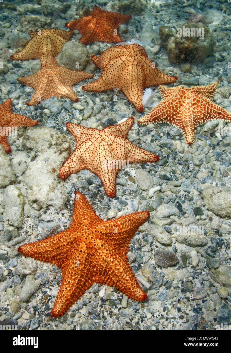 A group of cushion starfish lies in Waterlemon Bay on the island of St ...