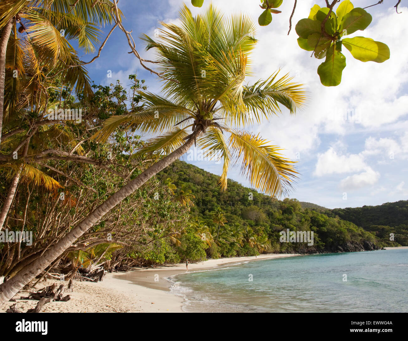 Palm trees line Oppenheimer and Gibney Beach on the north shore of the ...