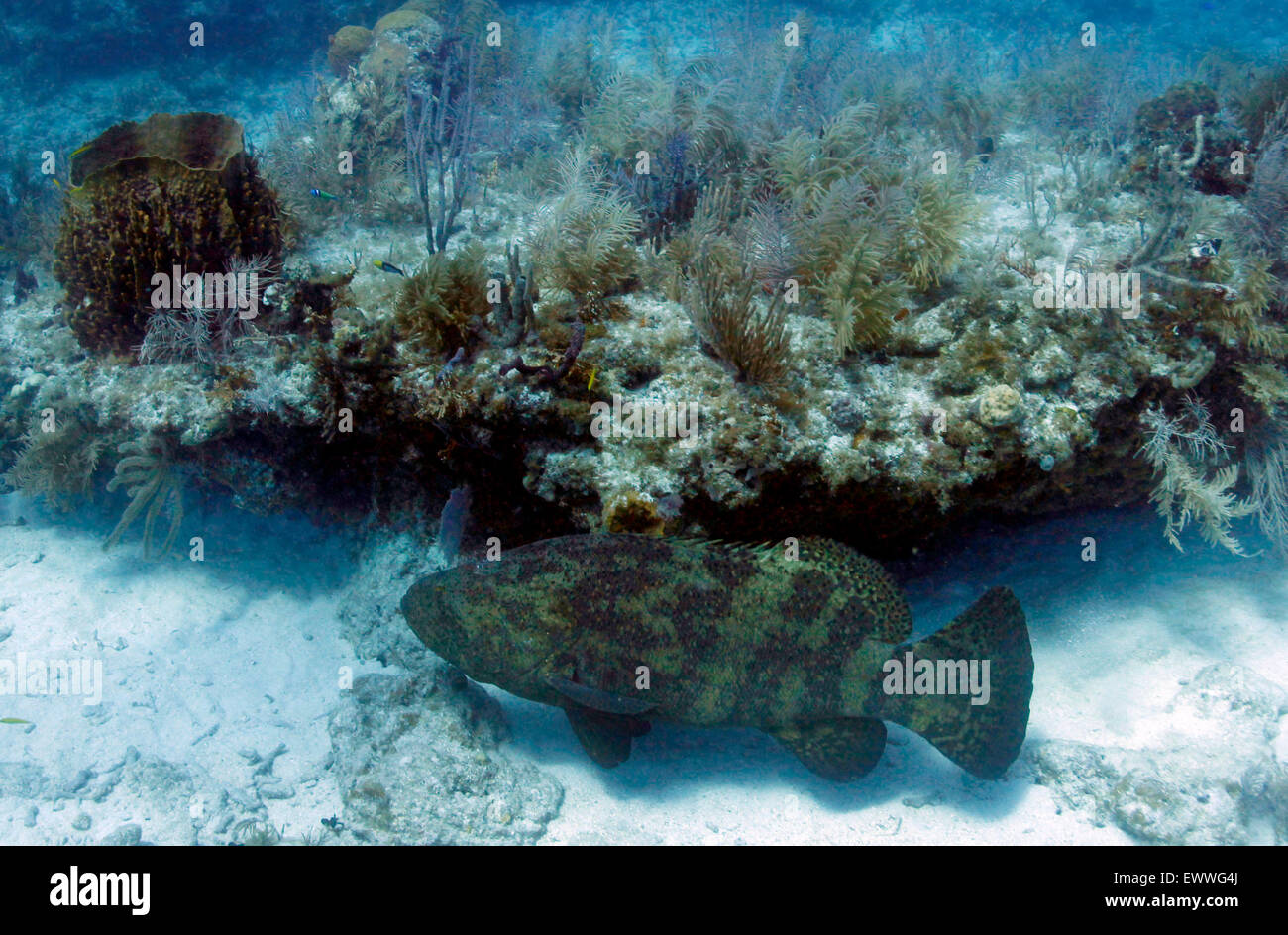 A goliath grouper swims along the edge of a rock ledge covered in coral ...