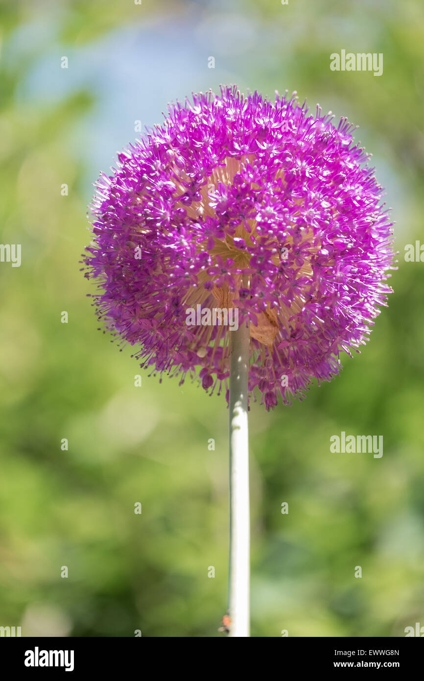 A single Allium bloom against a blurred green background Stock Photo ...