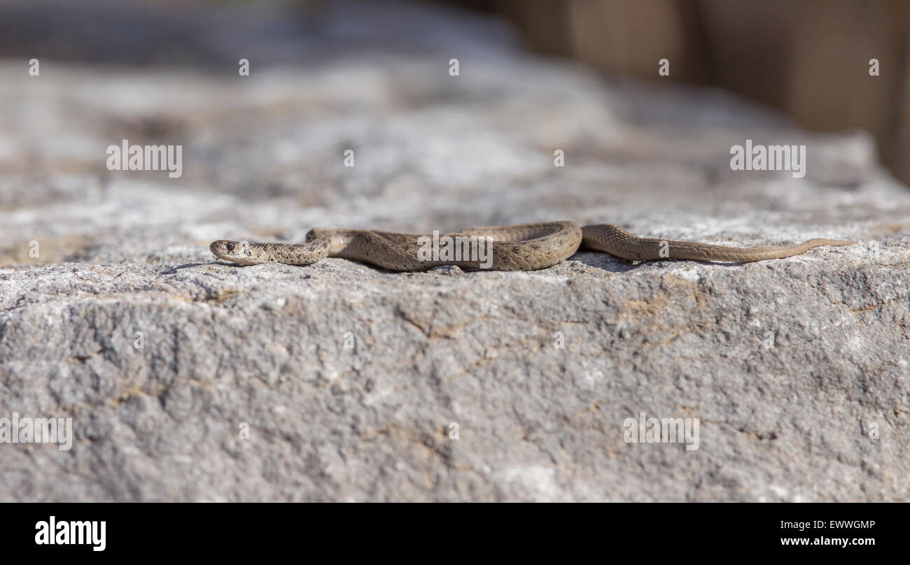 Alert snake hi-res stock photography and images - Alamy
