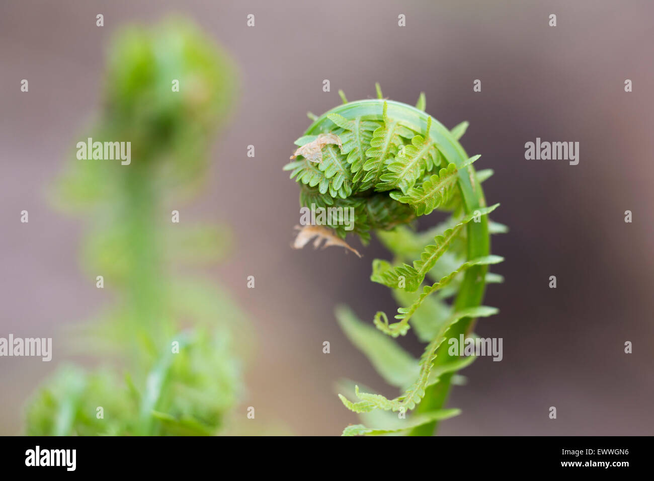 Curved fern leaf hi-res stock photography and images - Alamy