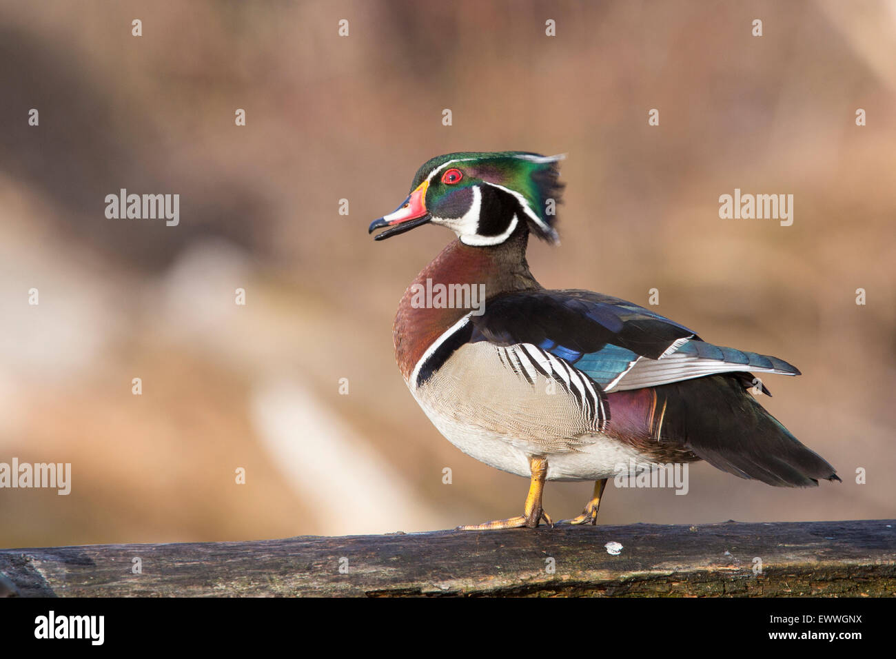 Male Wood Duck (Aix sponsa Stock Photo - Alamy