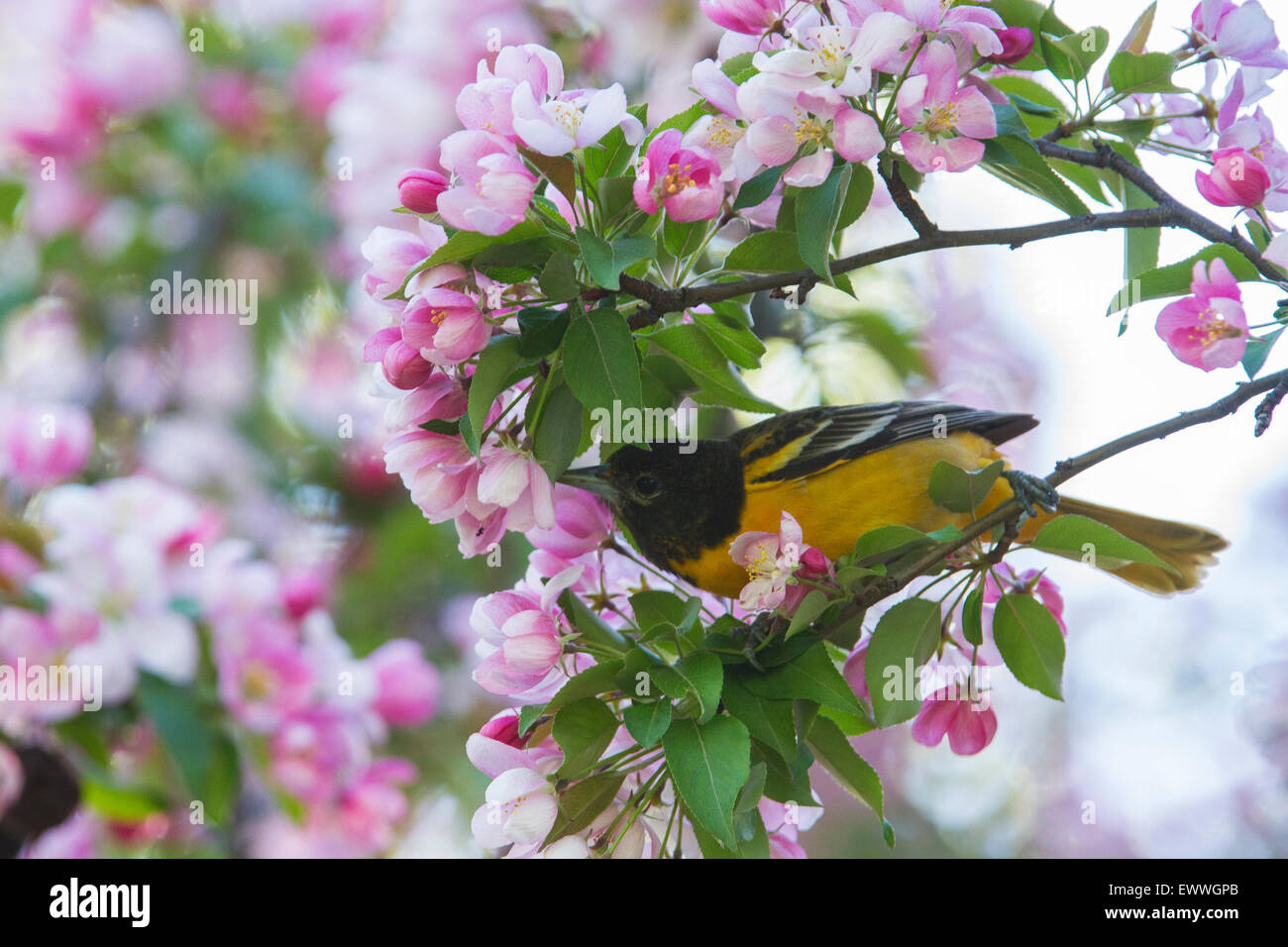 Northern oriole icterus galbula hi-res stock photography and images - Alamy