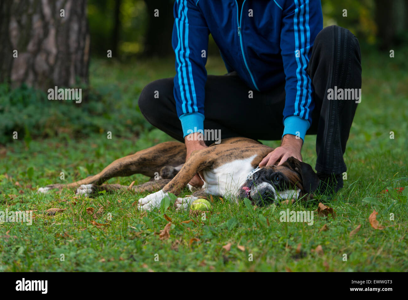 The dog the partner hi-res stock photography and images - Alamy