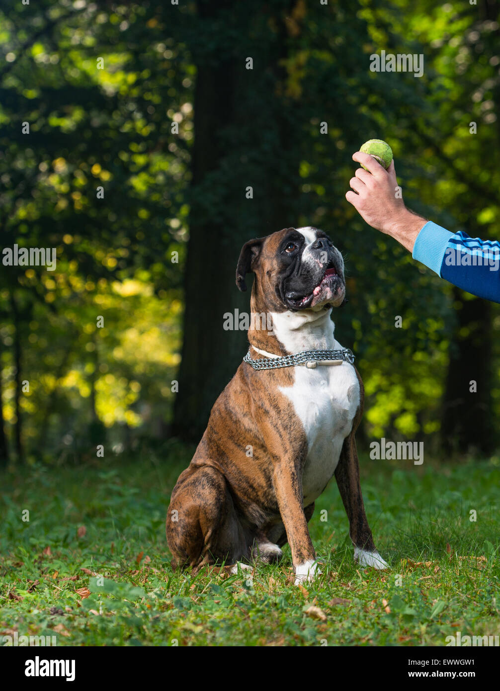 Beautiful family boxer dogs hi-res stock photography and images - Alamy