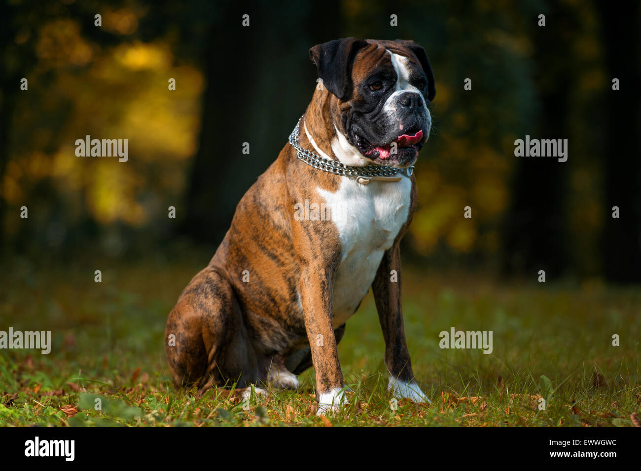 Beautiful family boxer dogs hi-res stock photography and images - Alamy