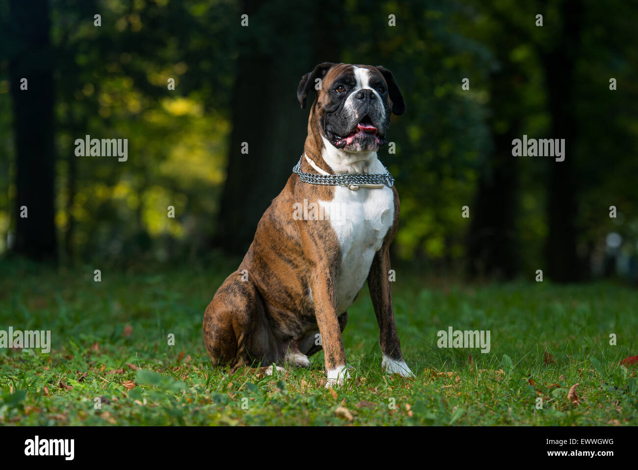 Beautiful family boxer dogs hi-res stock photography and images - Alamy