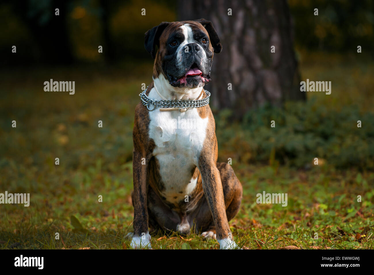 Beautiful family boxer dogs hi-res stock photography and images - Alamy