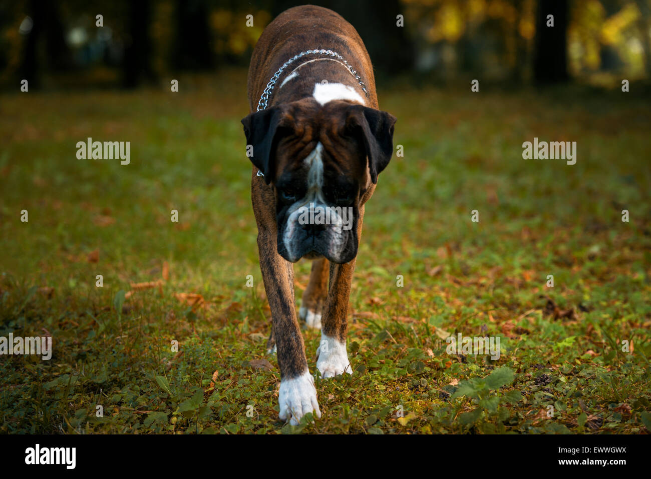 German Boxer Walks Away Stock Photo - Alamy