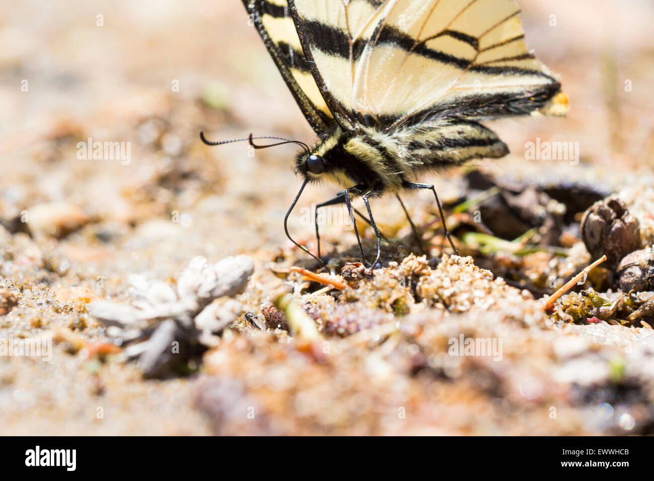 Canadian Tiger Swallowtail (Papilio canadensis) drinking water Stock ...