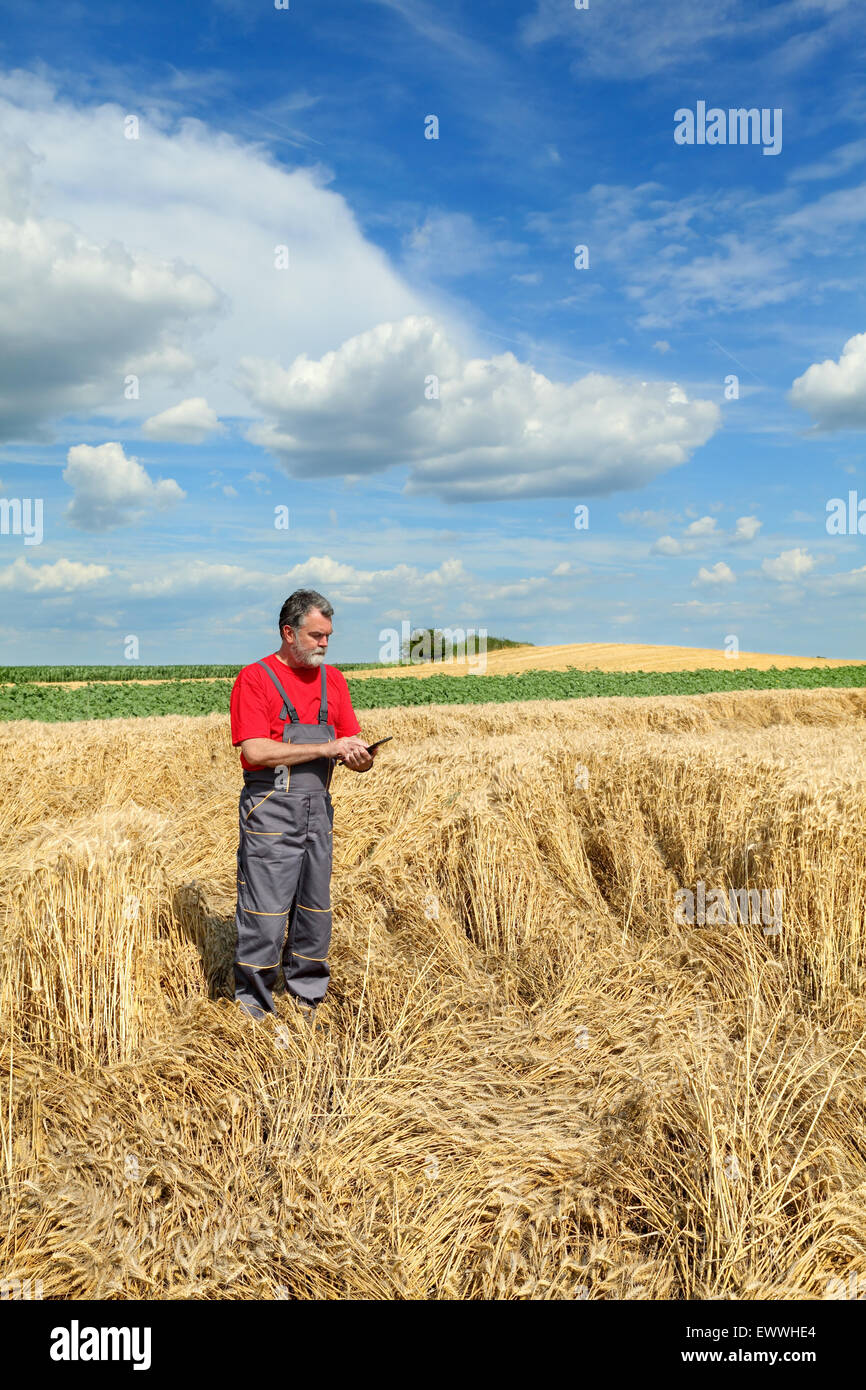 Wind storm damage farm crop High Resolution Stock Photography and ...