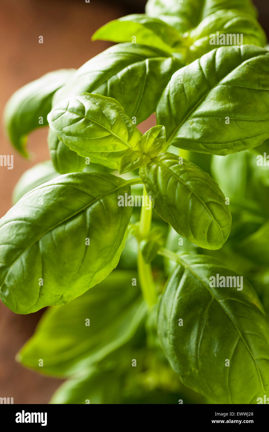 Raw Organic Green Basil Ready to Cook With Stock Photo - Alamy