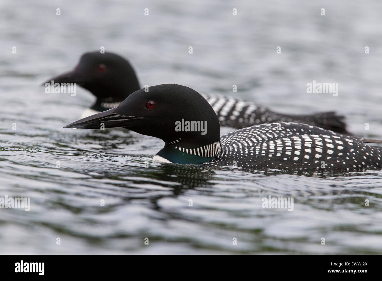 Loon couple hi-res stock photography and images - Alamy