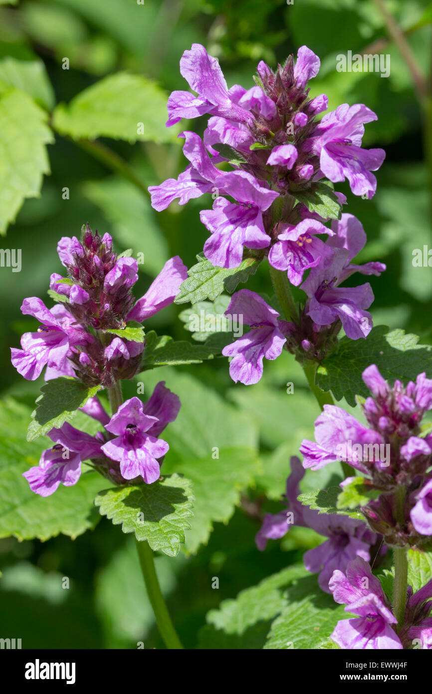 Red-purple flowers of the midsummer blooming perennial, Stachys ...