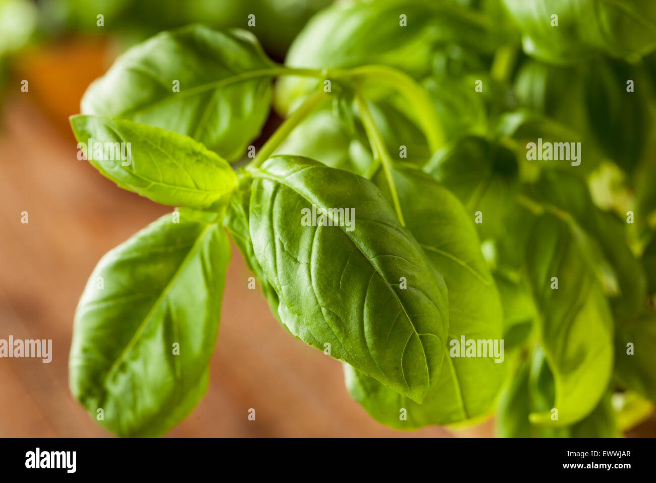 Raw Organic Green Basil Ready to Cook With Stock Photo - Alamy