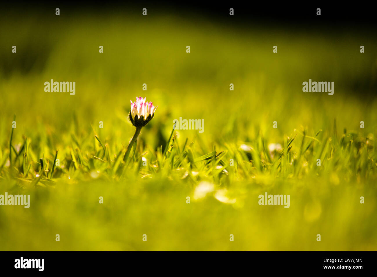 Lonely daisy hi-res stock photography and images - Alamy