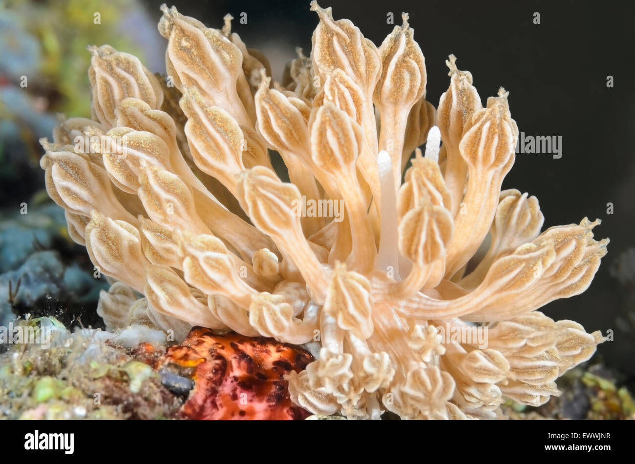 sea slug or nudibranch, Phyllodesmium rudmani, Anilao, Batangas ...