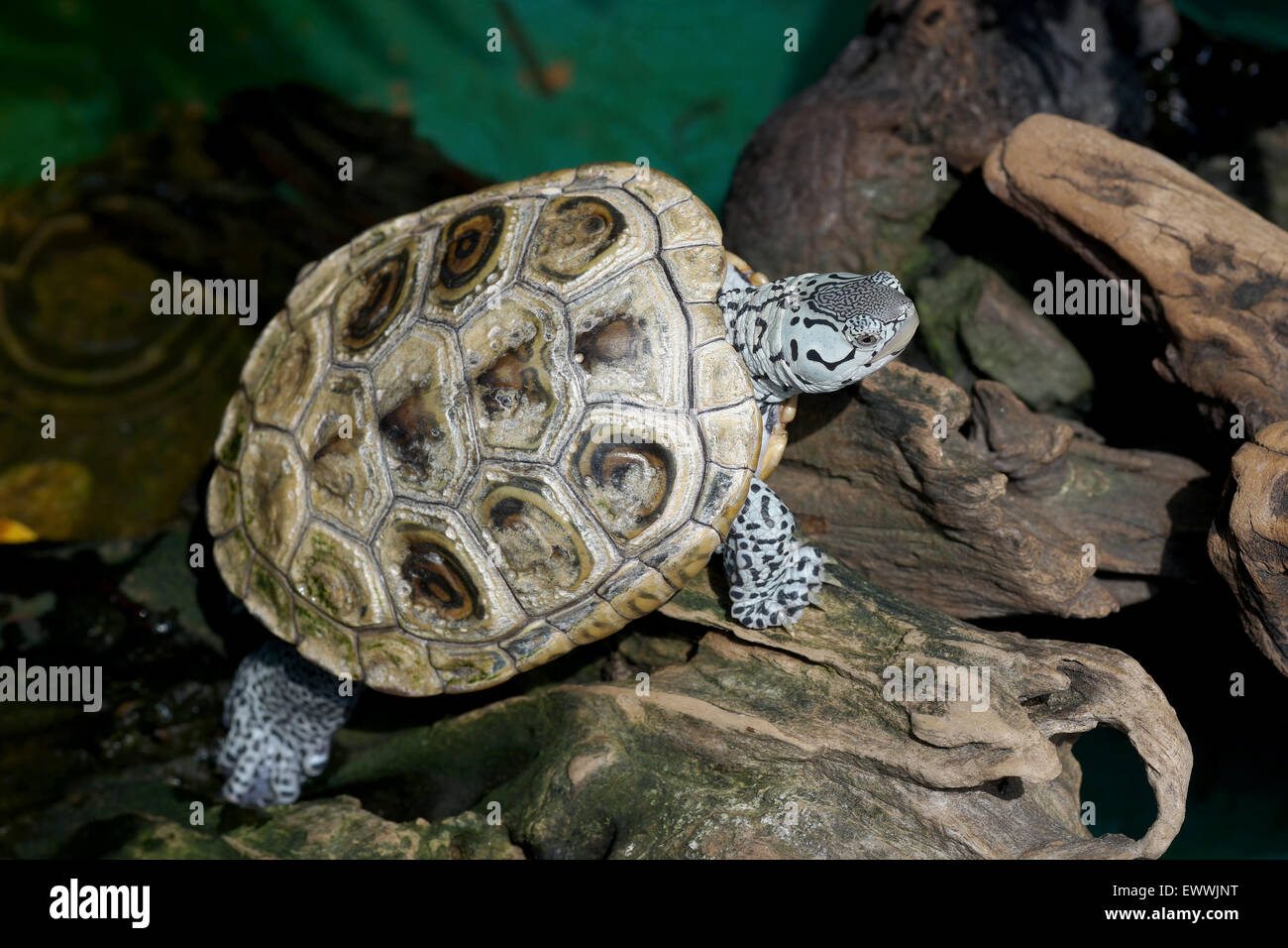 diamondback terrapin tortoise with nature background Stock Photo - Alamy