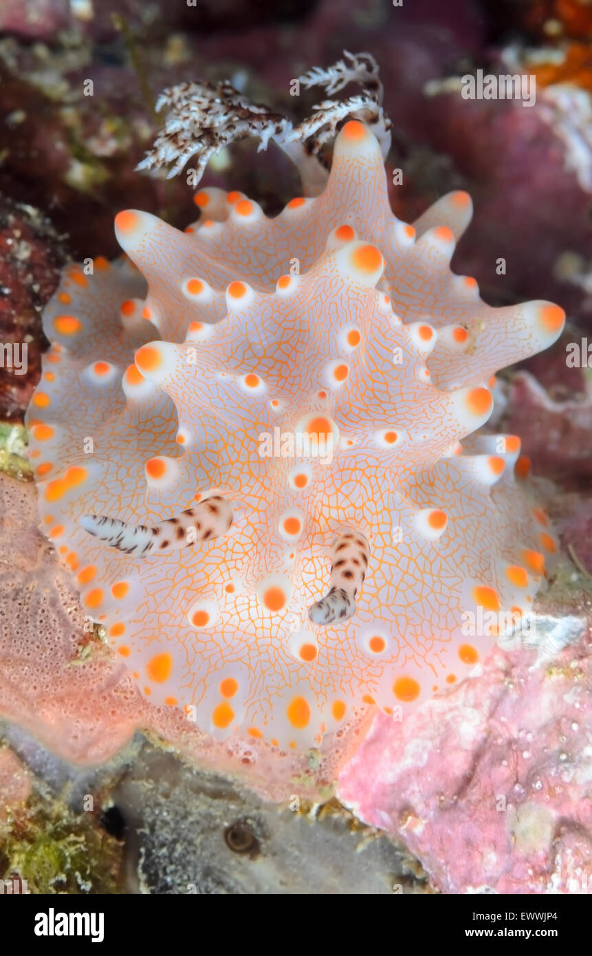 sea slug or nudibranch, Halgerda batangas, Anilao, Batangas ...
