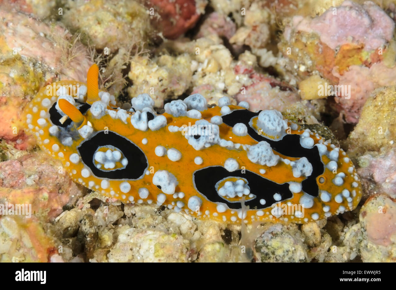 sea slug or nudibranch, Phyllidia ocellata; the animal has sustained ...