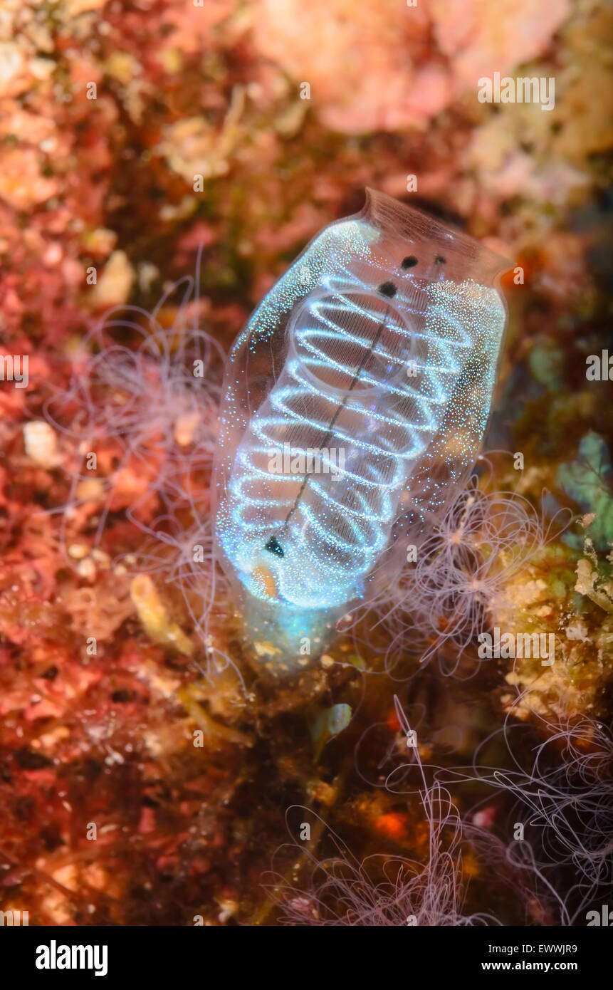 Sea squirt or tunicate, Clavelina sp., Anilao, Batangas, Philippines ...