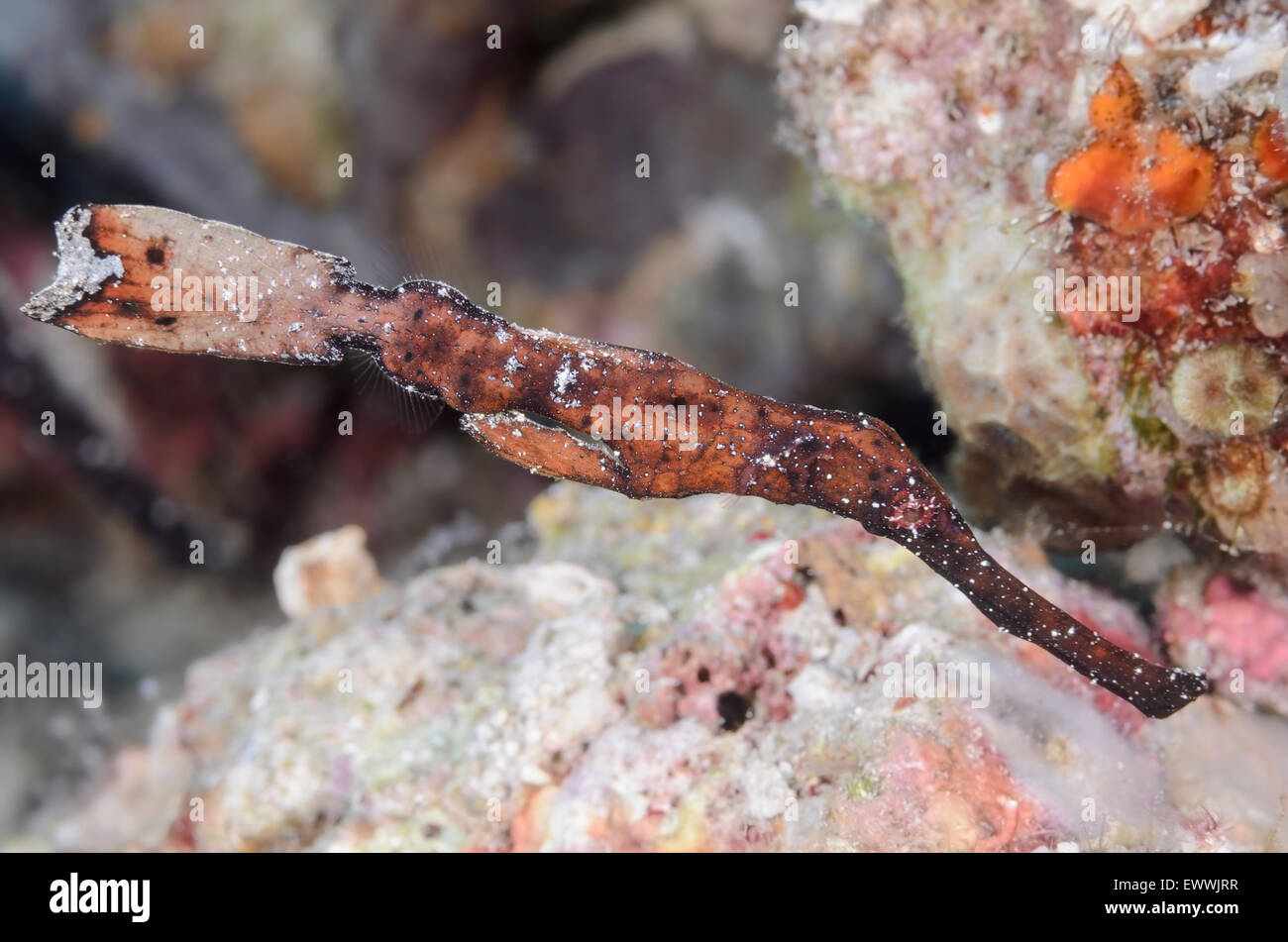 Robust ghost pipefish, Solenostomus cyanopterus, Anilao, Batangas ...