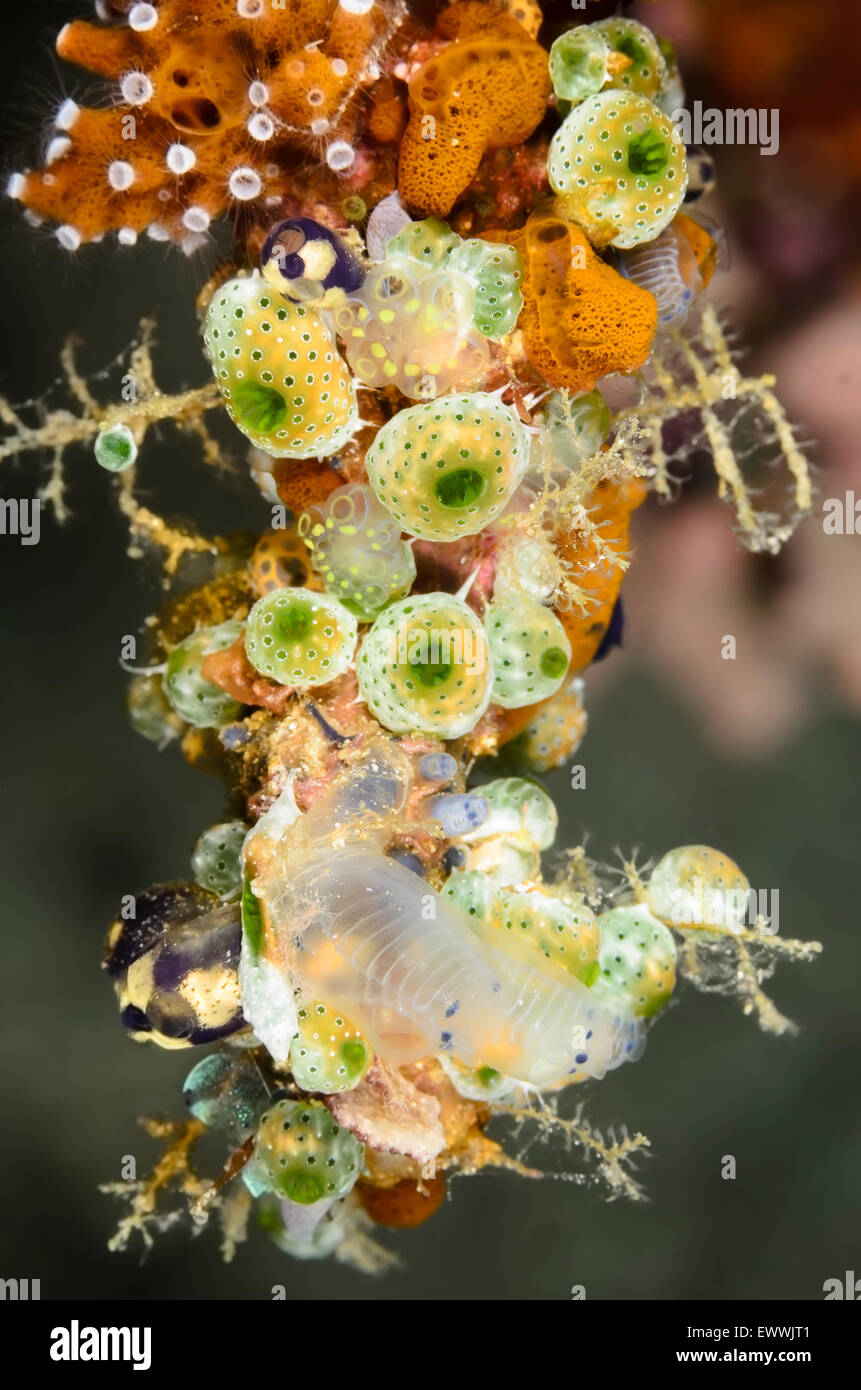 Variety tunicate sea squirt species hi-res stock photography and images ...