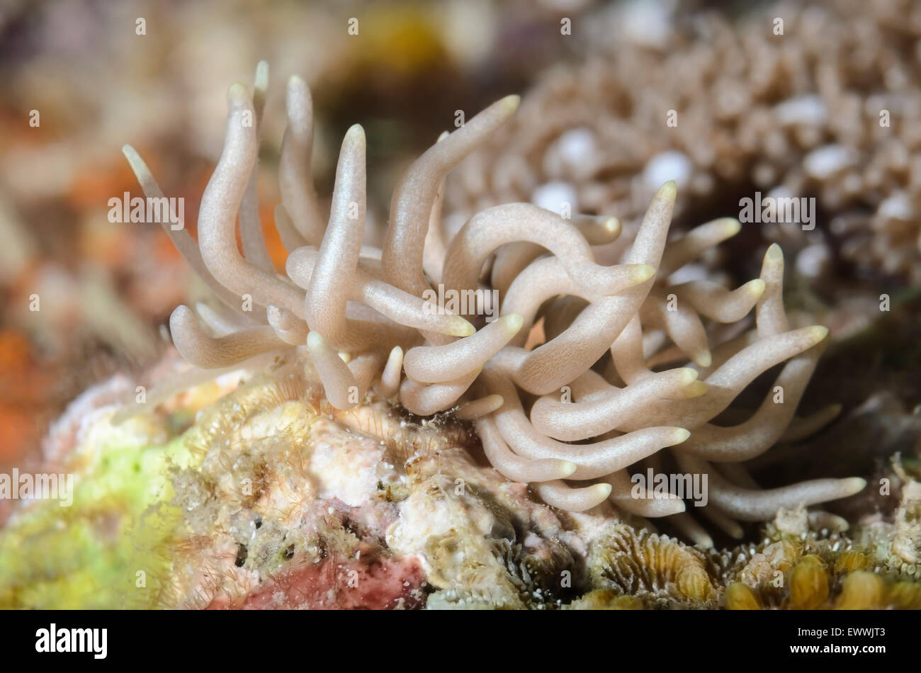 sea slug or nudibranch, Phyllodesmium briareum, Anilao, Batangas ...