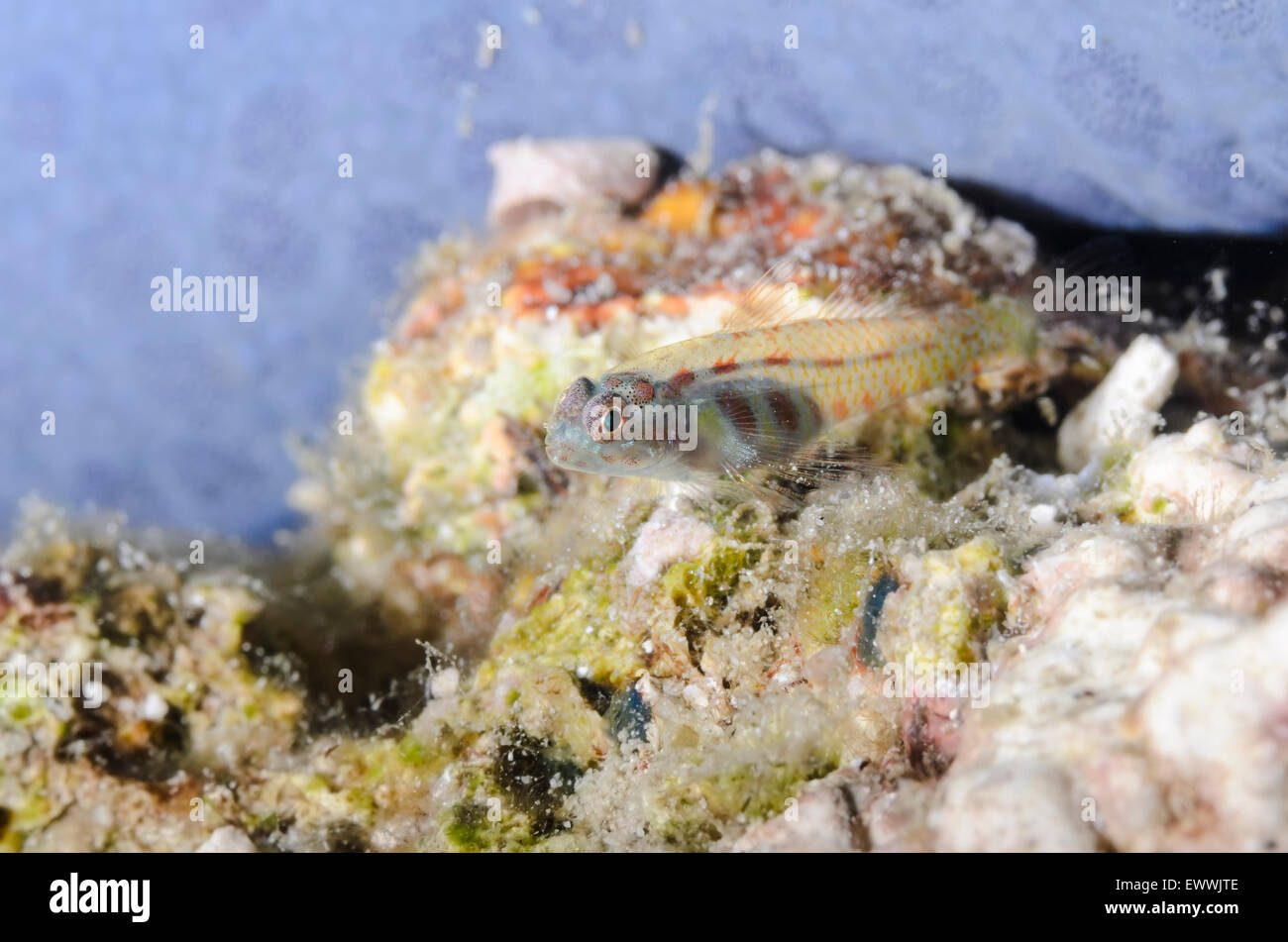 White striped pygmy goby, Eviota teresae, Anilao, Batangas, Philippines ...