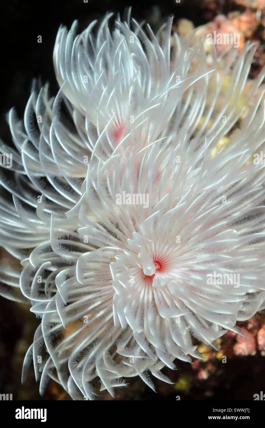 Magnificent Tube worm, Protula magnifica, Anilao, Batangas, Philippines ...