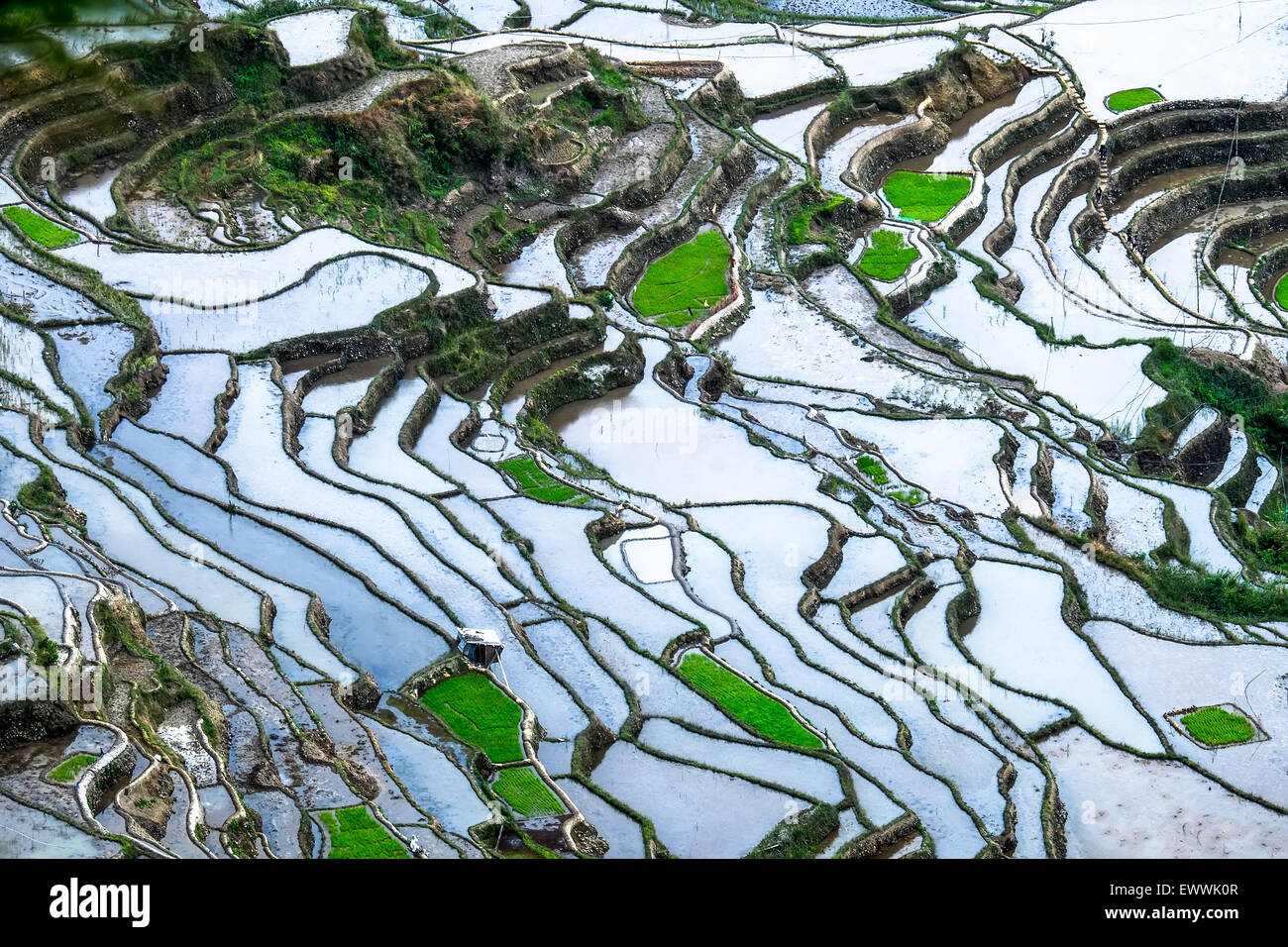Amazing abstract texture of rice terraces fields with sky colorful ...
