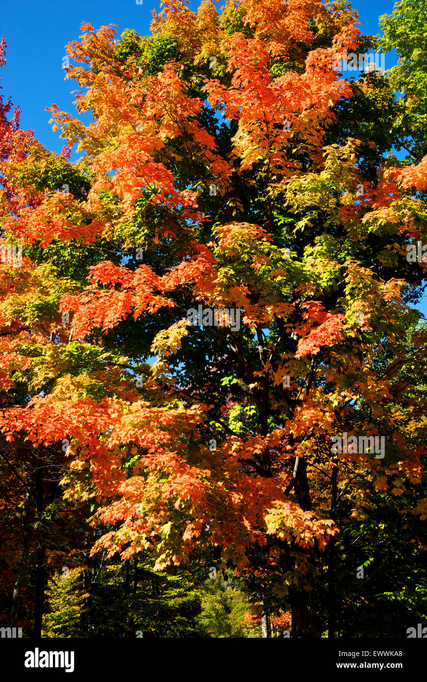 Maple tree leaves in stunning vibrant autumn colours Canyon Sainte Anne ...
