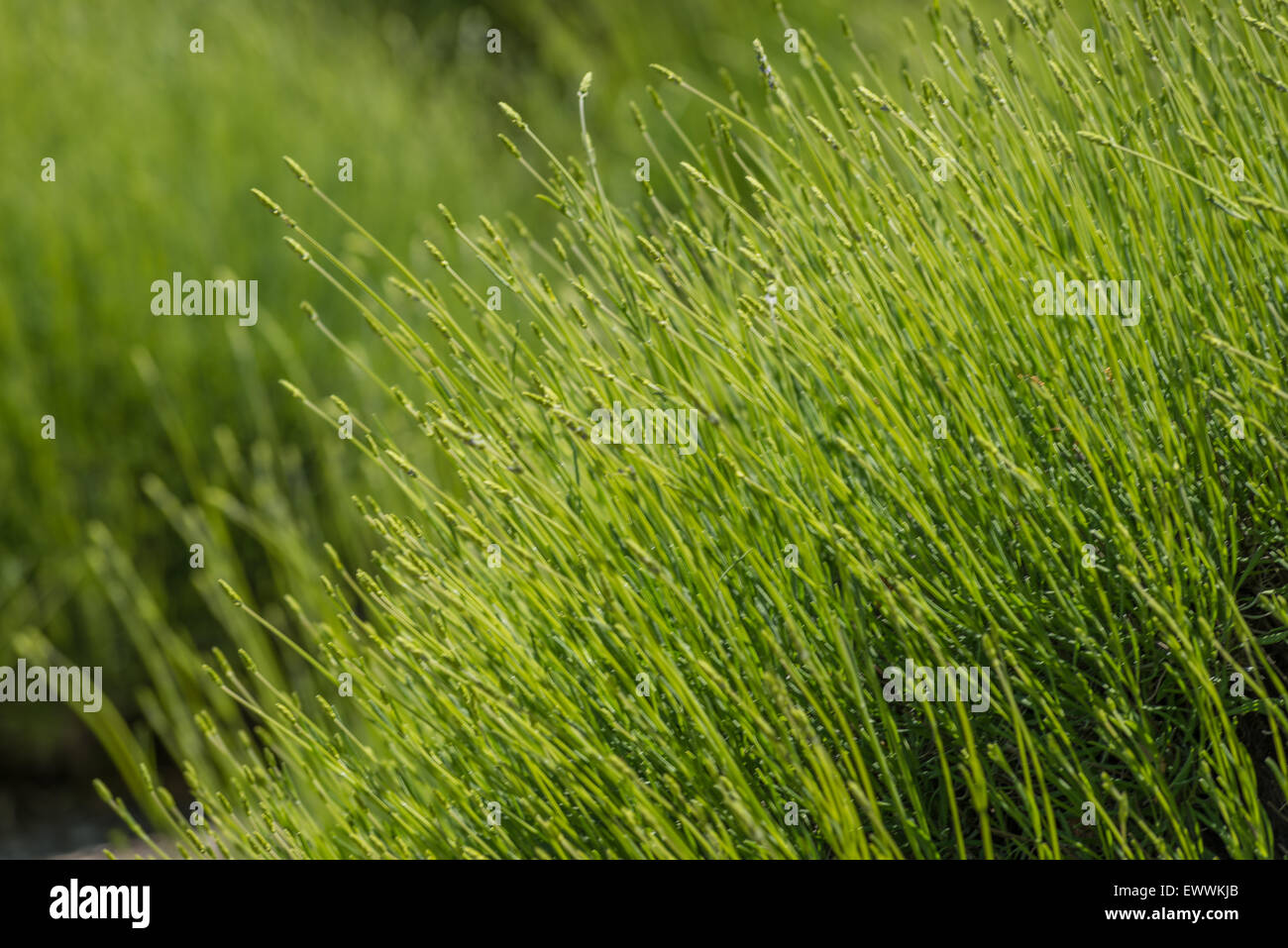 Waving grass hi-res stock photography and images - Alamy
