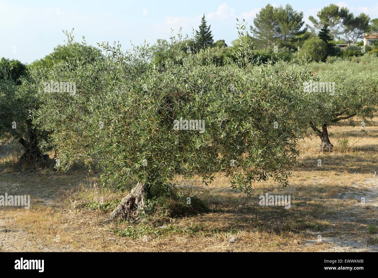 Cash crop trees hi-res stock photography and images - Alamy