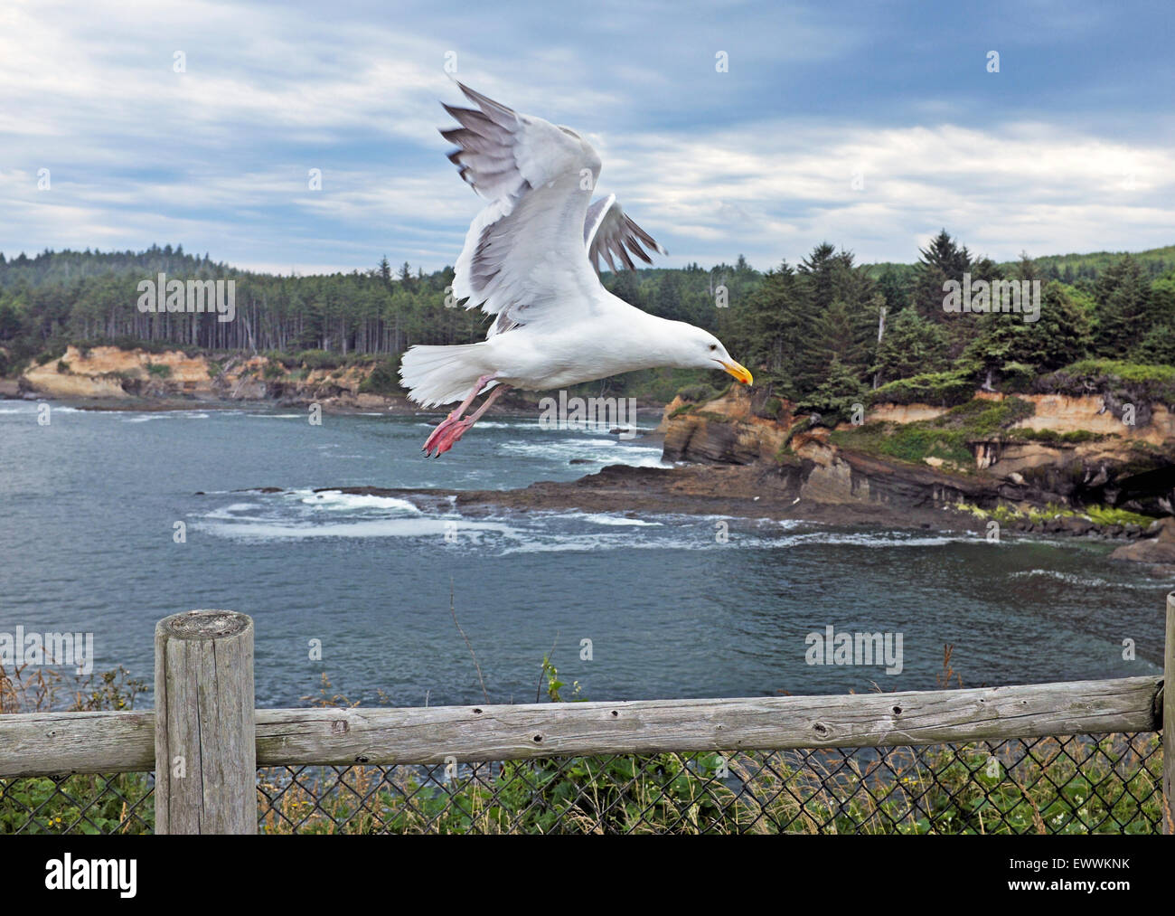 Oregon State Bird High Resolution Stock Photography and Images - Alamy