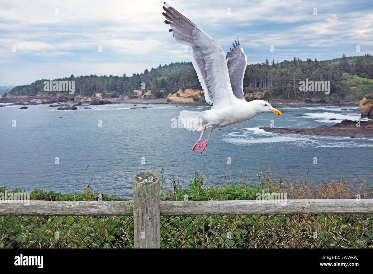 A seagull flying over the Pacific Ocean along the Oregon Pacific Coast ...