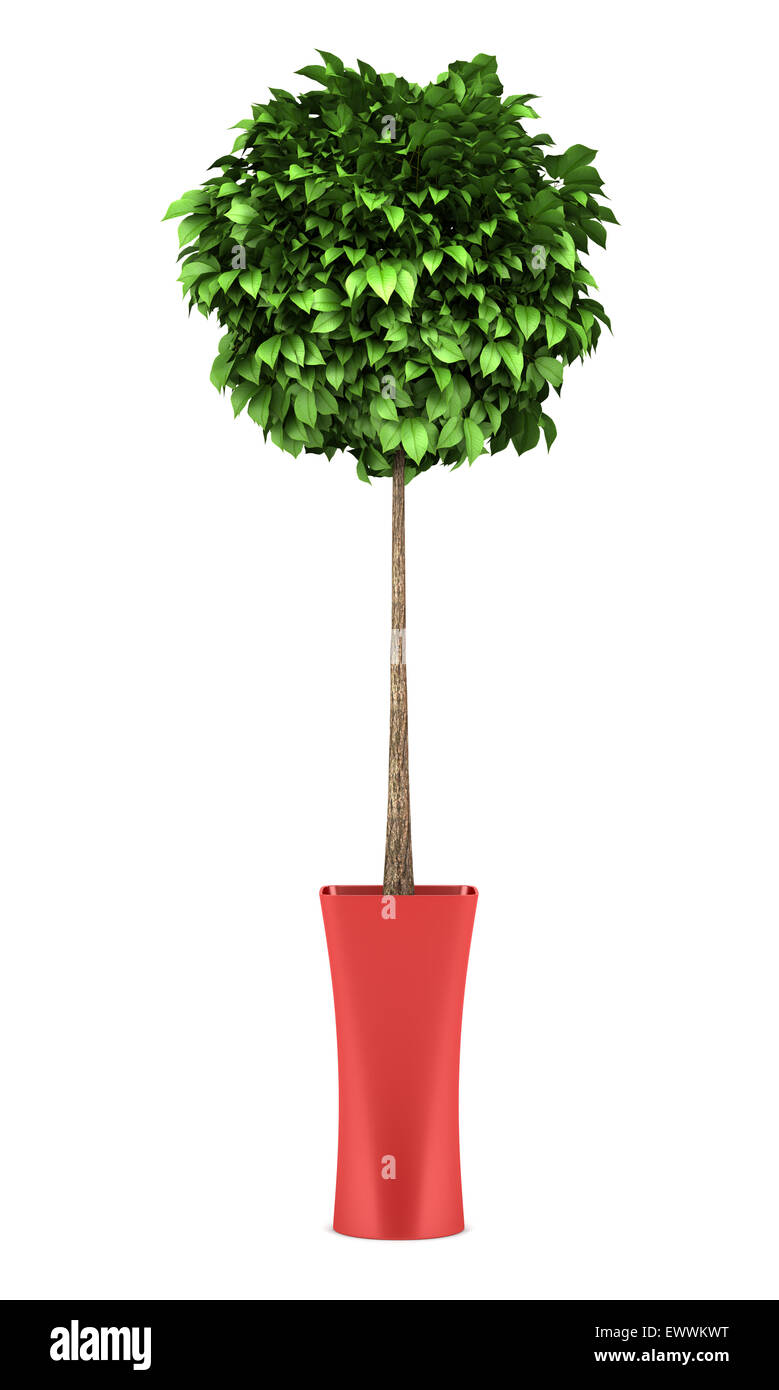 decorative round tree in red pot isolated on white background Stock ...