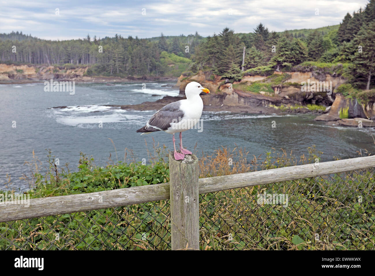 A seagull sitting on a fence near the Pacific Ocean along the Oregon ...