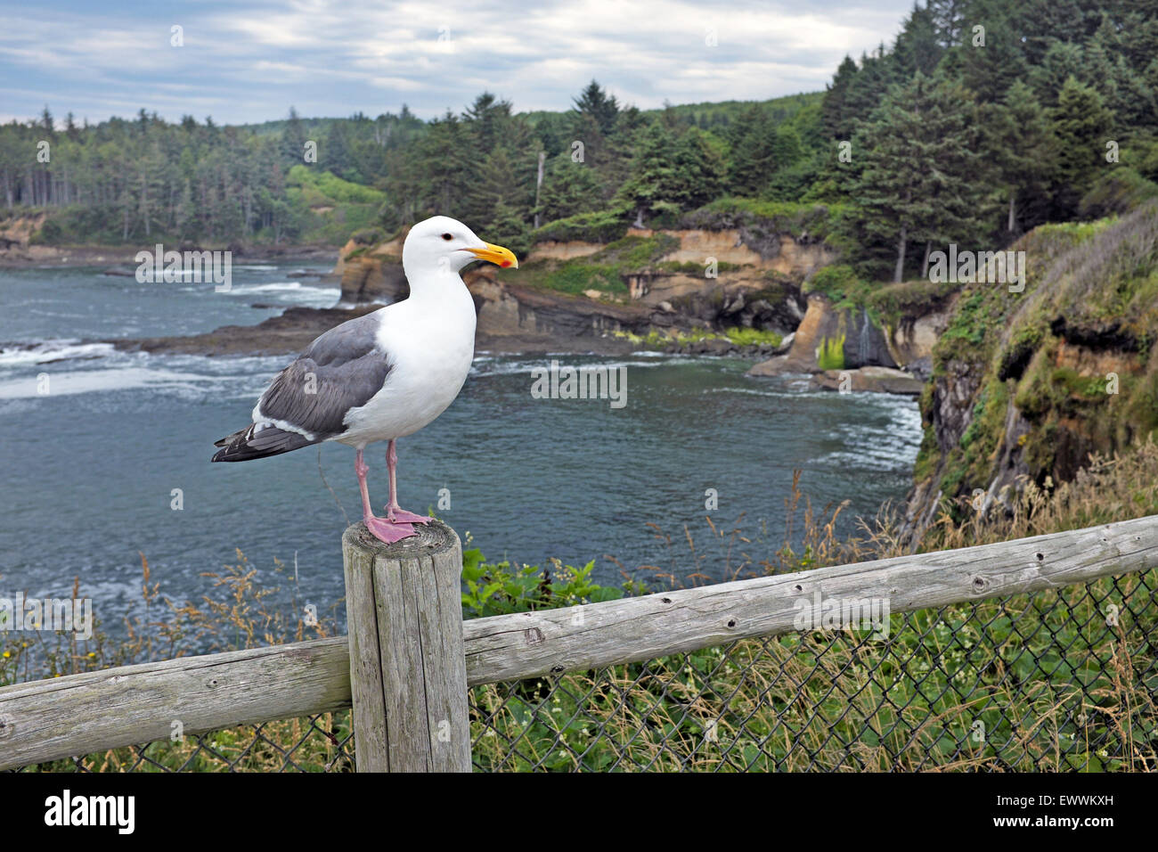 A seagull perched on a fence at a state park overlook along the Oregon ...