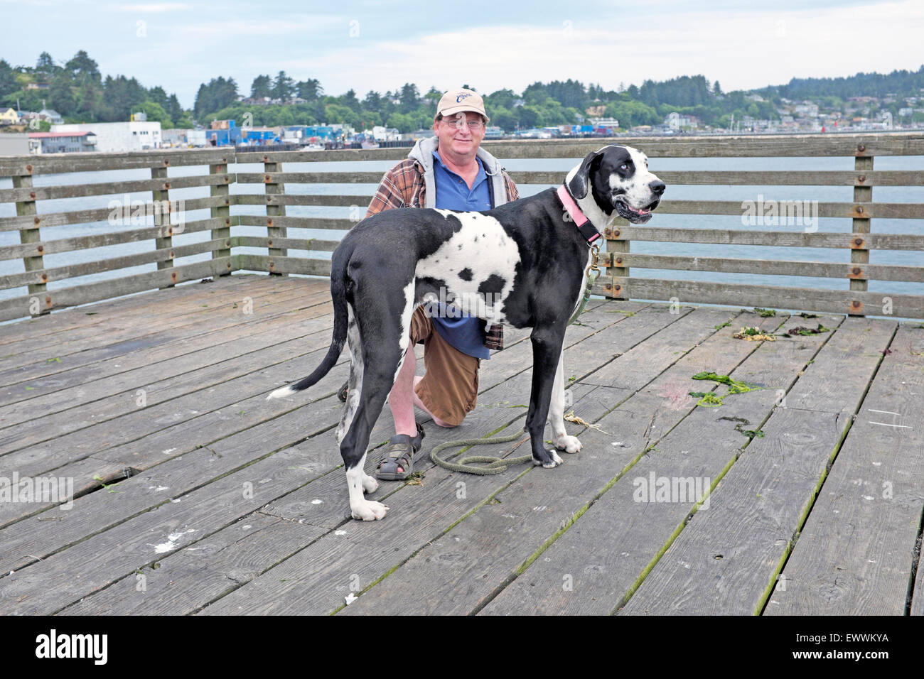 Man with great dane hi-res stock photography and images - Alamy