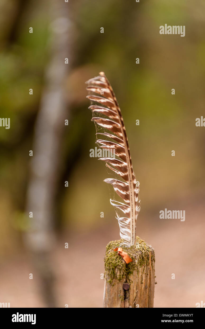 Single white feather hi-res stock photography and images - Alamy