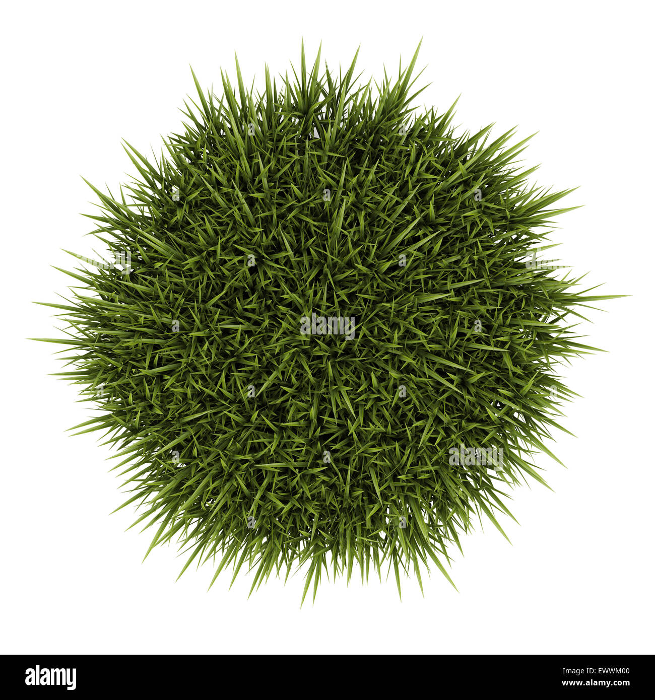 Grass top view Cut Out Stock Images & Pictures - Alamy