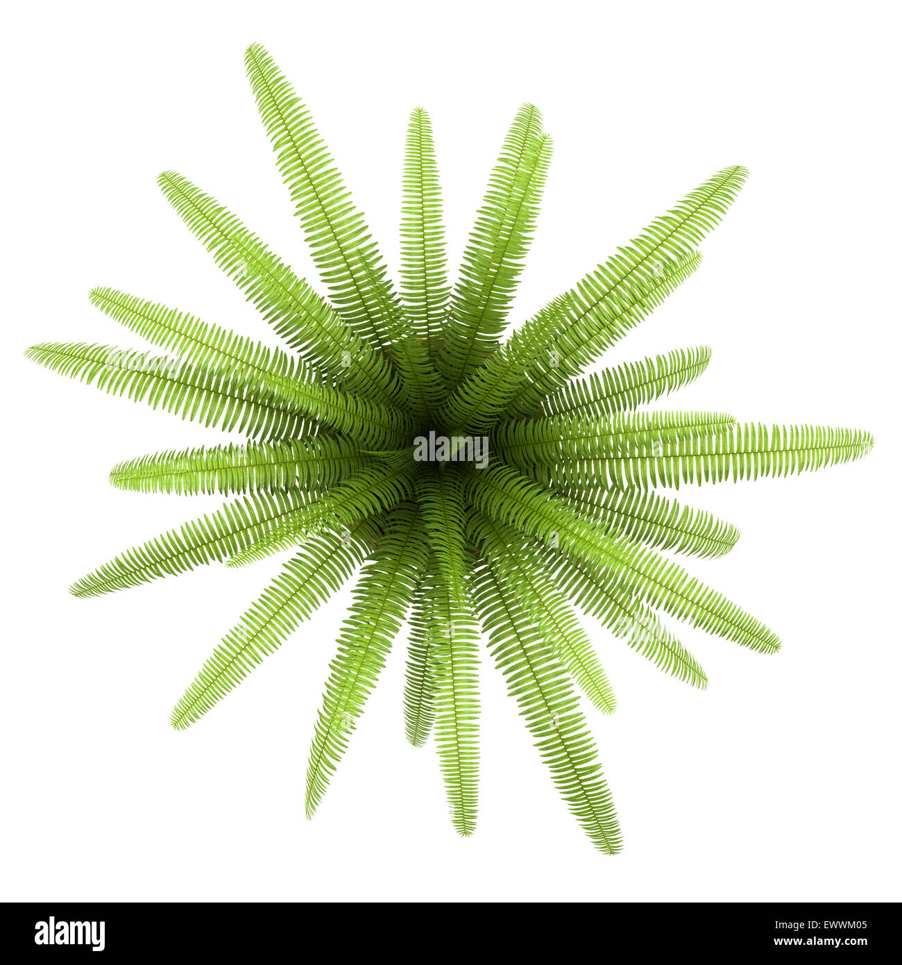 top view of fern plant in pot isolated on white background Stock Photo ...