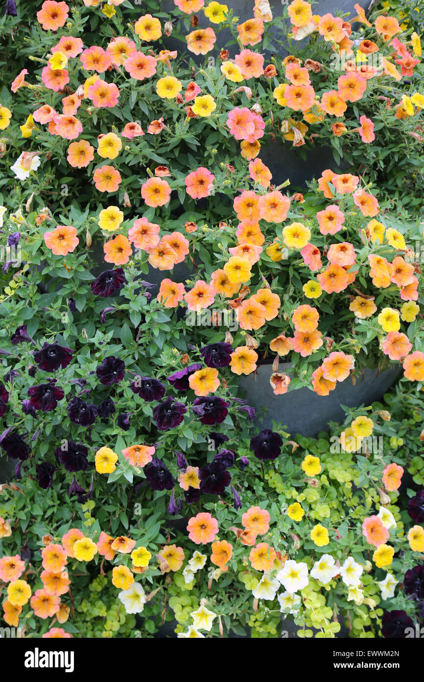 Green yellow orange flowers hi-res stock photography and images - Alamy